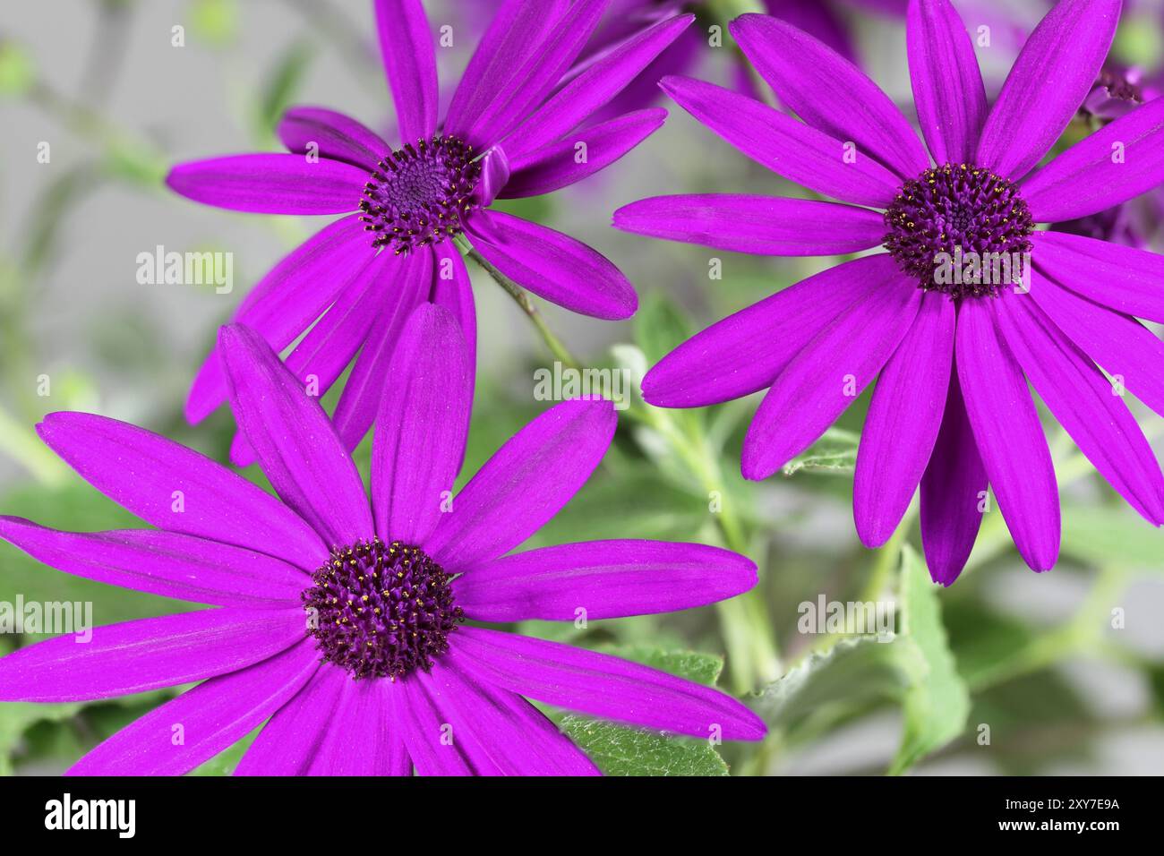 Senetti cineraria hi-res stock photography and images - Alamy