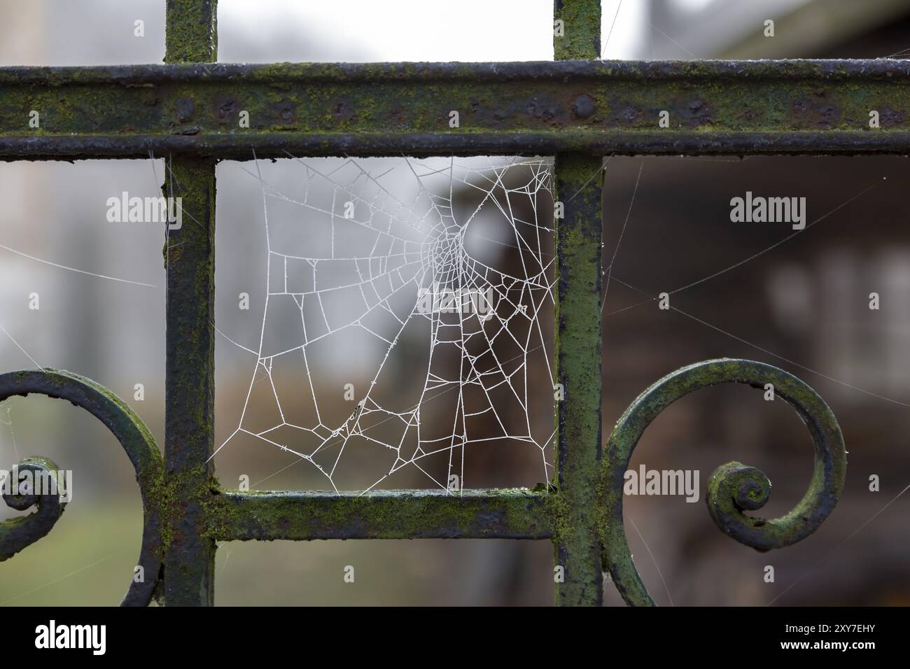 Cobweb spider on building hi-res stock photography and images - Alamy