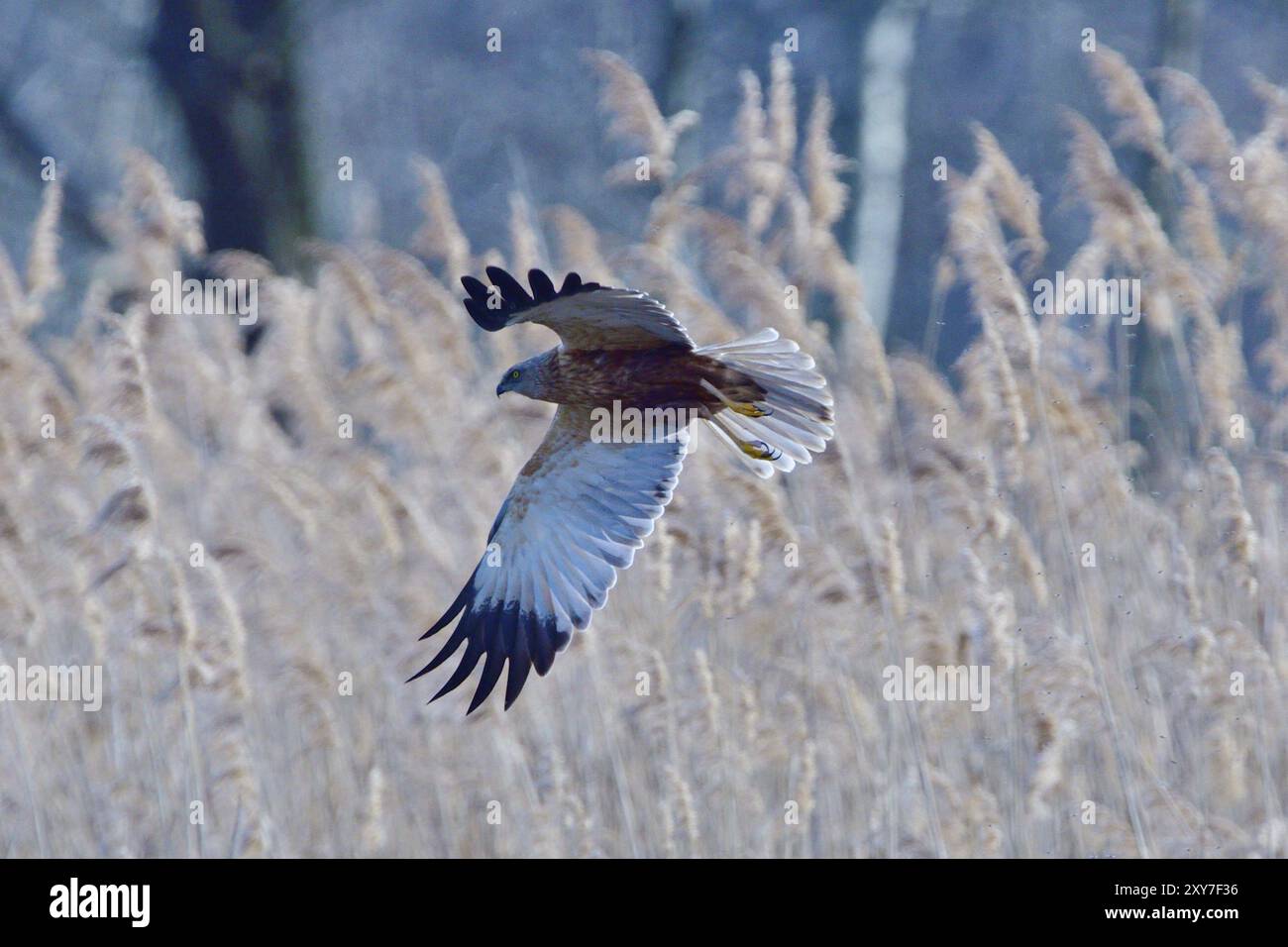 Western Marsh Harrier male hunting on a pond. Western marsh harrier ...