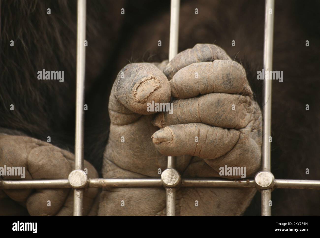 Chimpanzee feet hi-res stock photography and images - Alamy