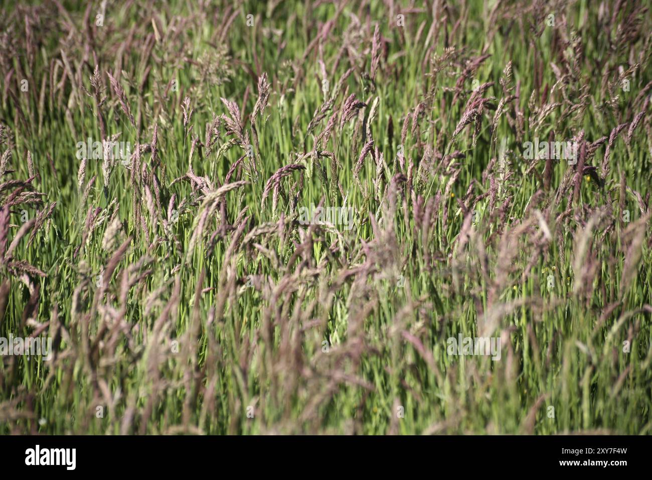 Festuca rubra agg hi-res stock photography and images - Alamy