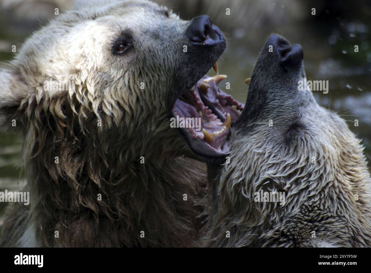 Mid east fighting hi-res stock photography and images - Alamy