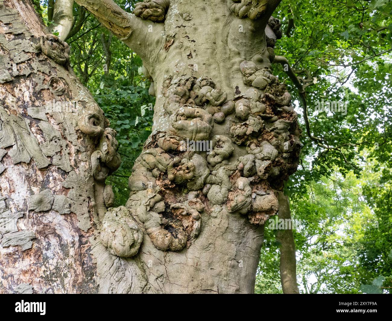 A Beech Tree with carbuncles from a disease in Askrigg, Wensleydale, UK ...