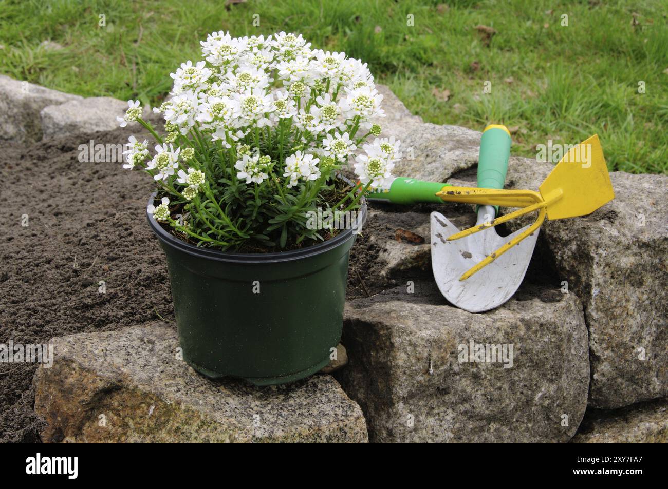 Planting shrubs, shrub planting Stock Photo - Alamy