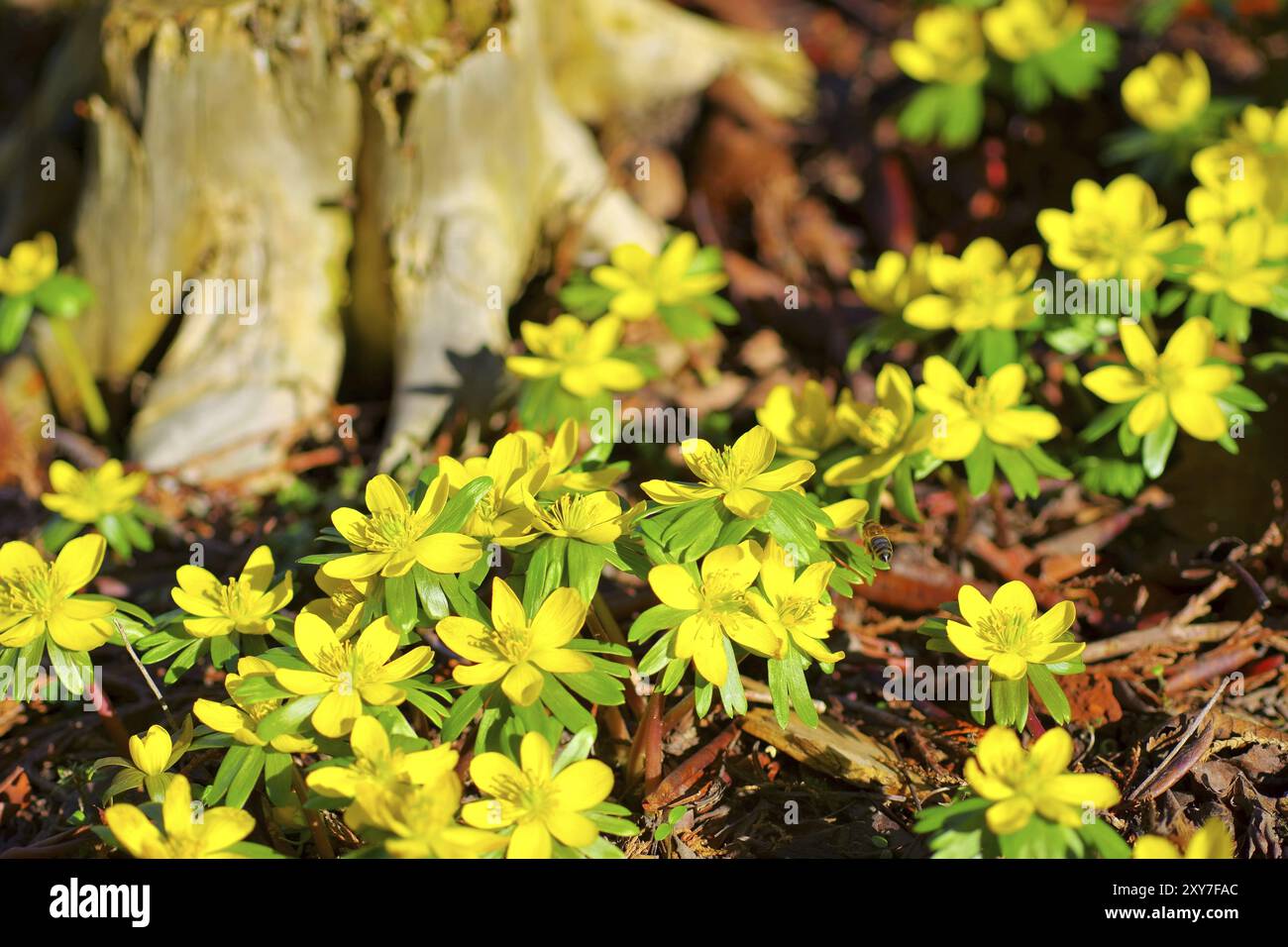 Winter aconites in yellow colours, winter aconite is blooming in yellow ...