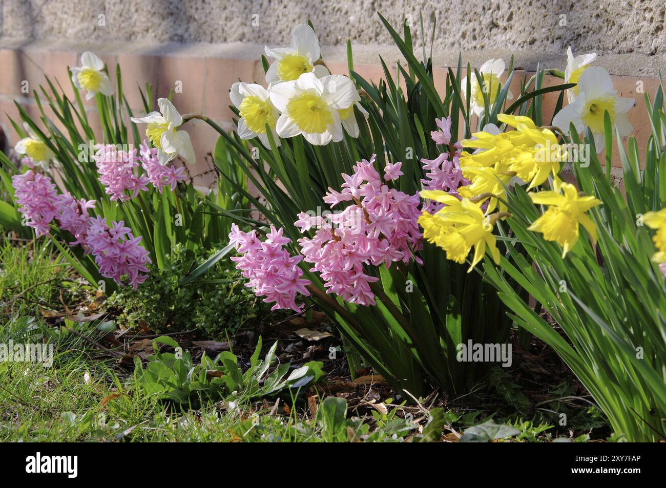 Daffodil and hyacinth, daffodil and hyacinth Stock Photo - Alamy