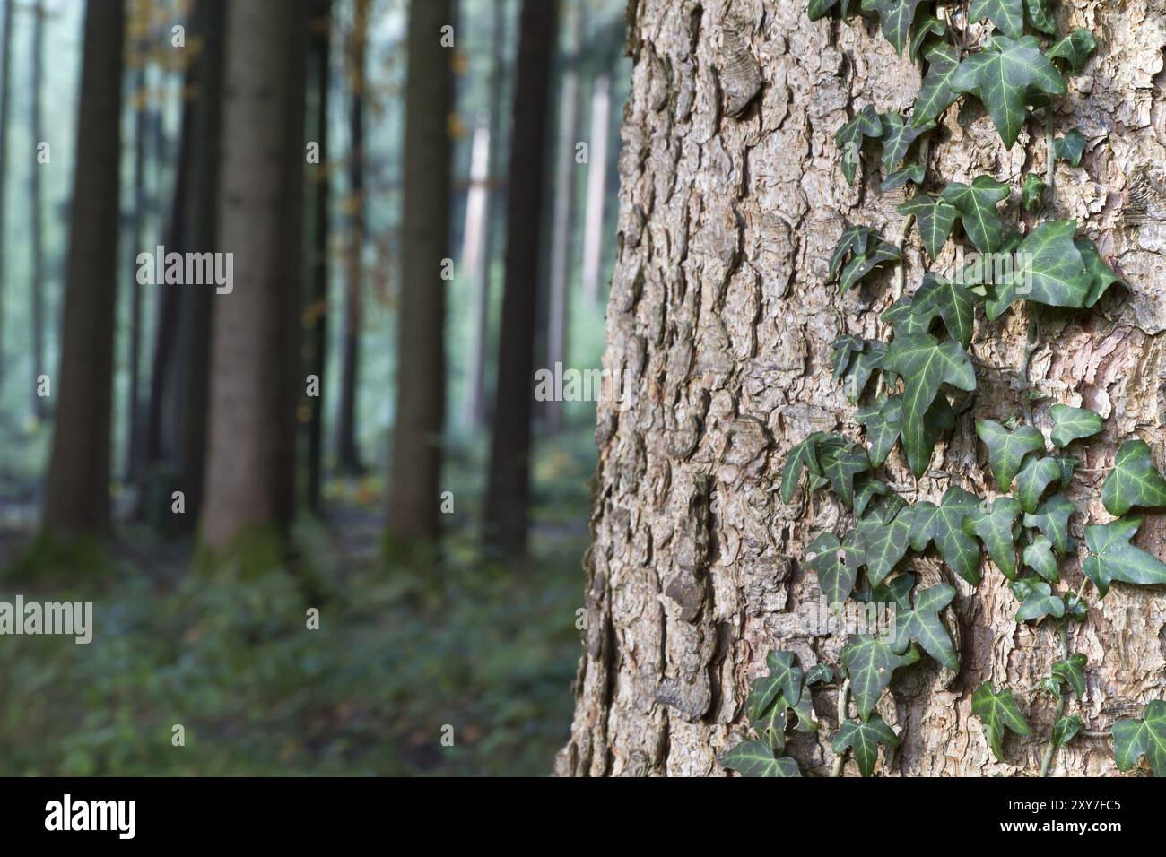 Climbing a spruce tree hi-res stock photography and images - Alamy