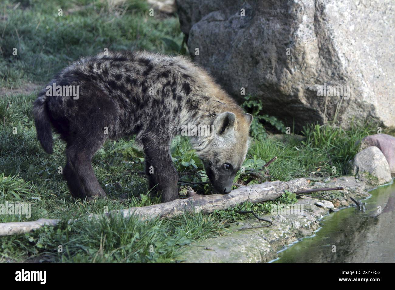 Spotted hyena (juvenile Stock Photo - Alamy