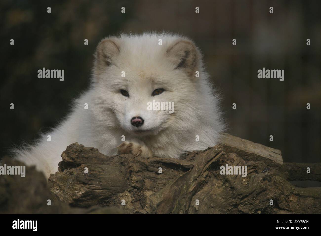Arctic fox winter coat with prey hi-res stock photography and images ...