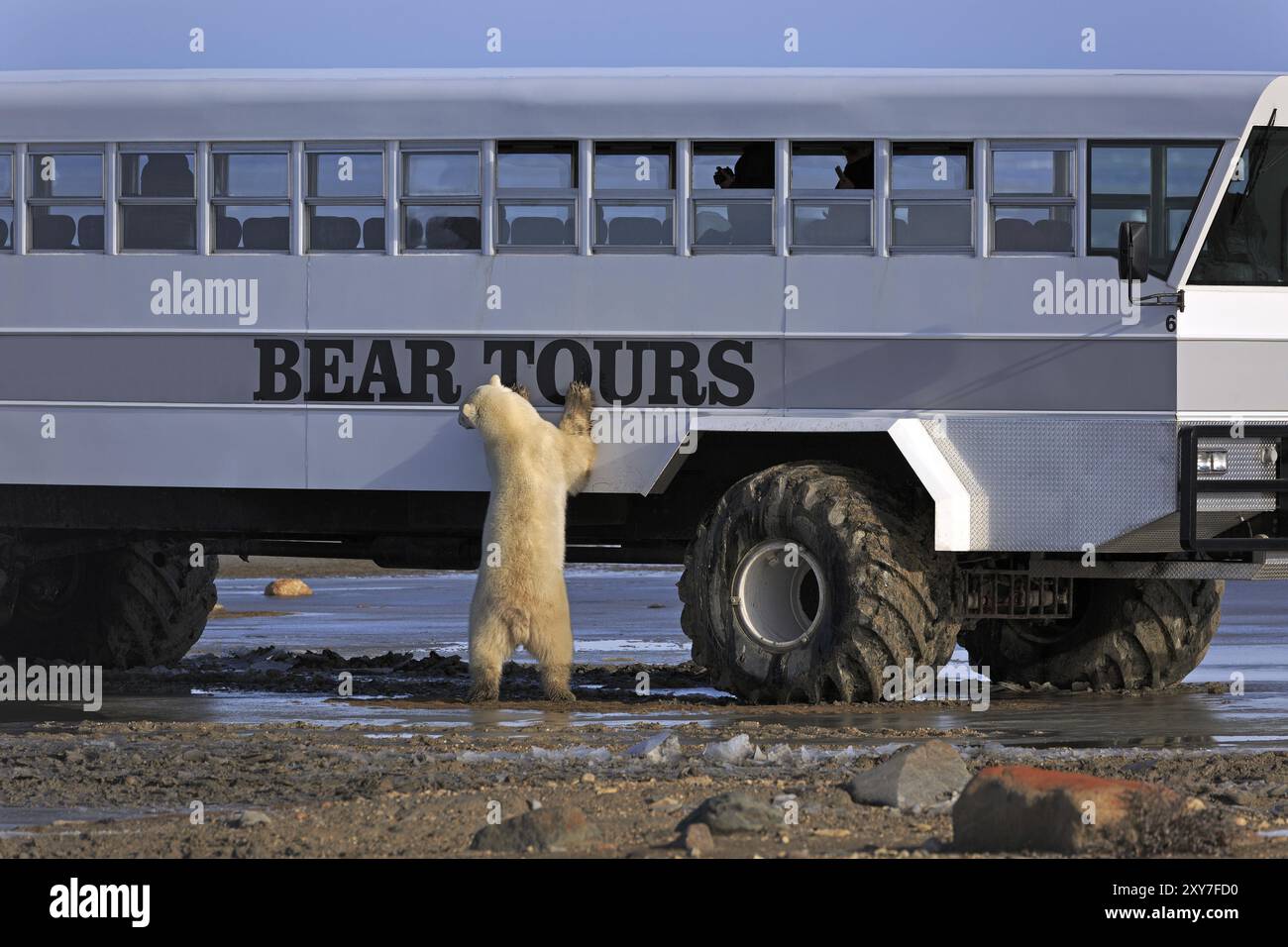 Polar bear on the Tundra Buggy Stock Photo - Alamy