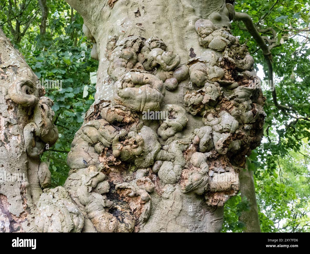 A Beech Tree with carbuncles from a disease in Askrigg, Wensleydale, UK ...