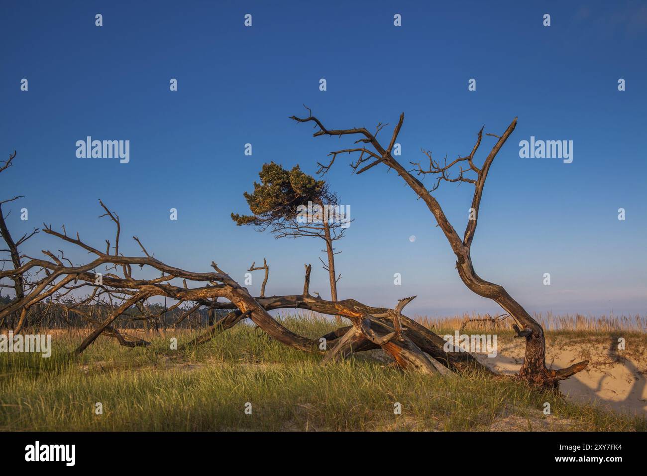 Tree crooked growth hi-res stock photography and images - Alamy