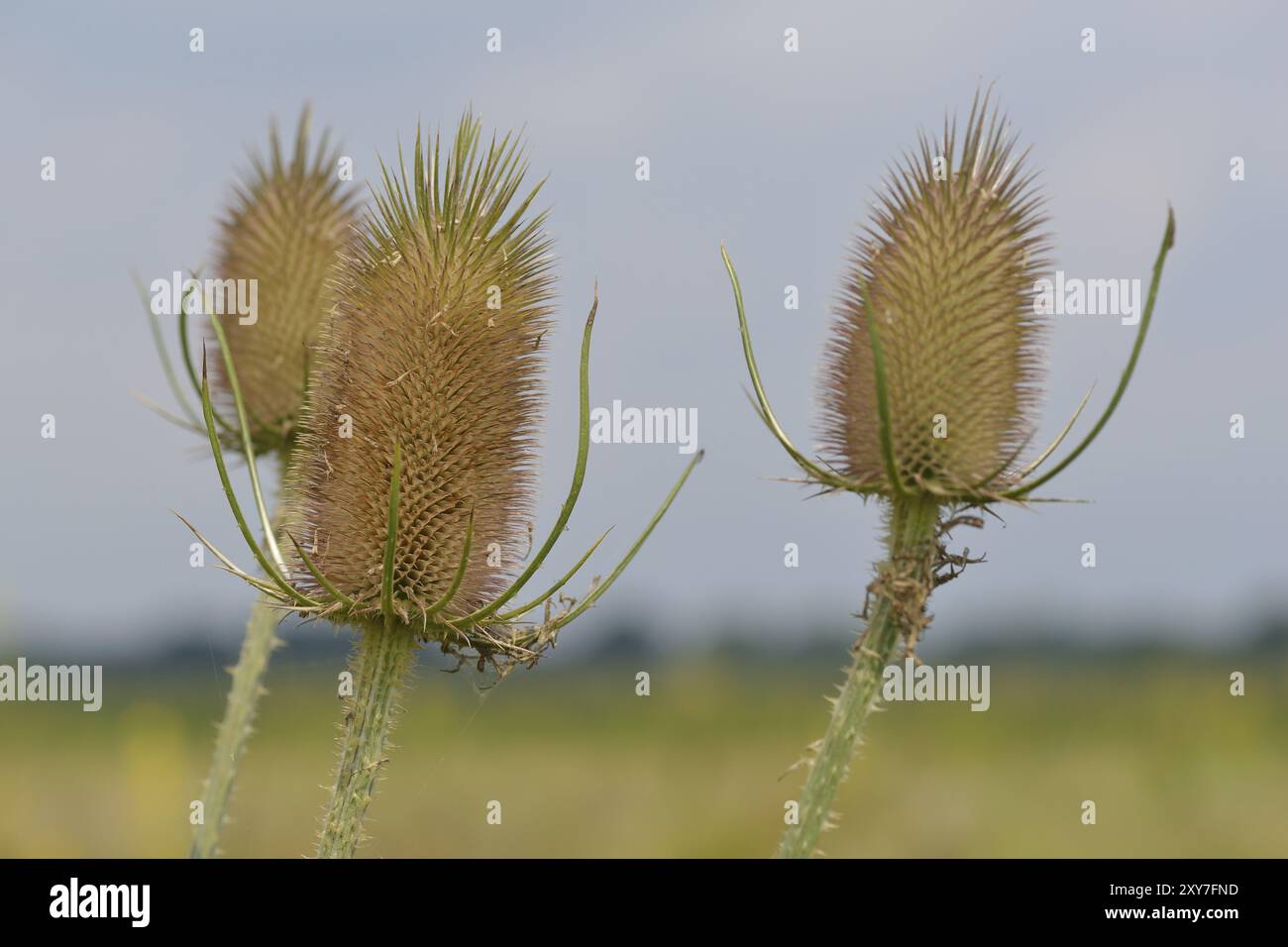 Teasel (Dipsacus fullonum) in a filed, flower heads of teasel. Bluete ...