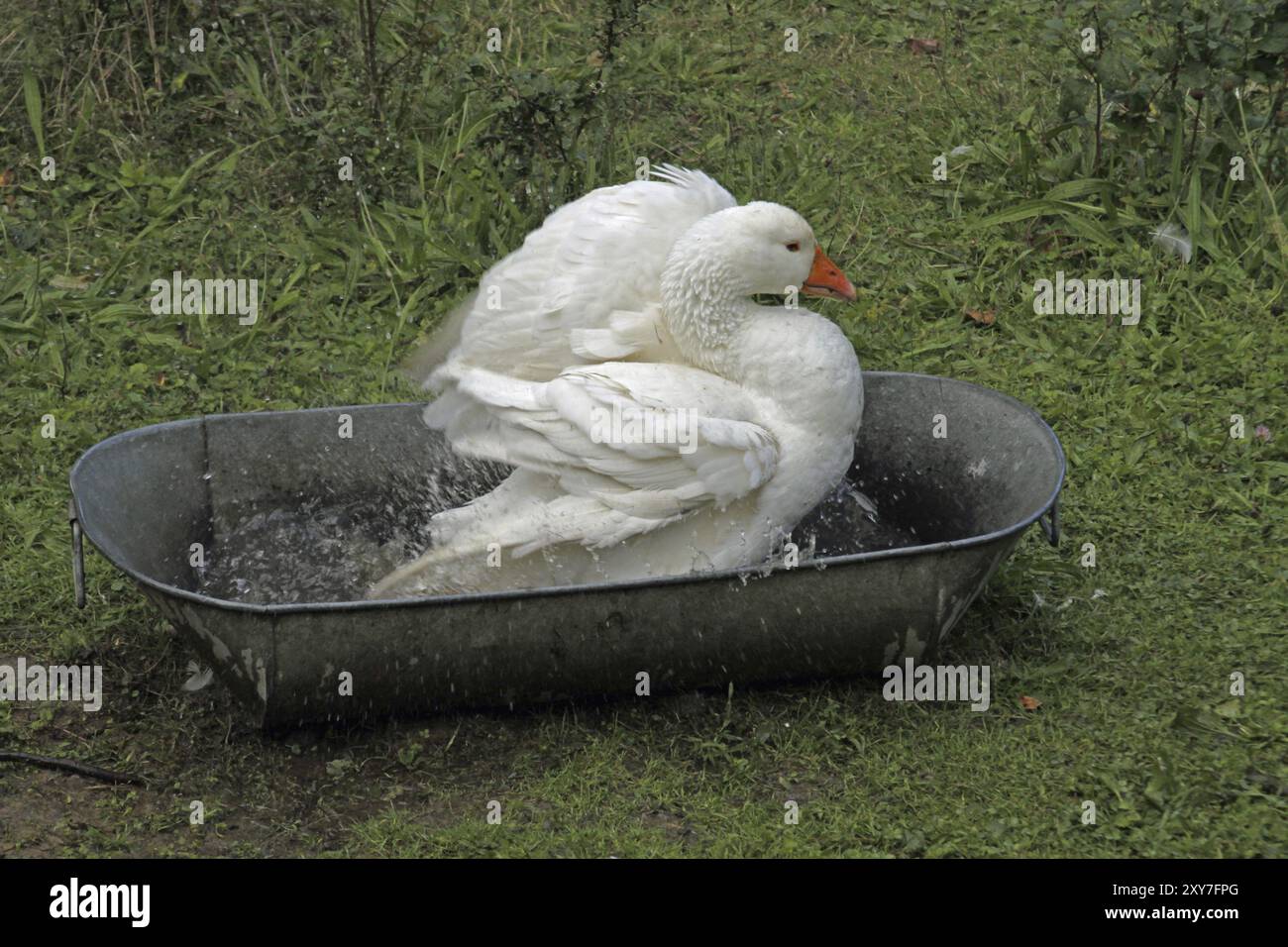 Lippe goose bathing in a tub Stock Photo - Alamy