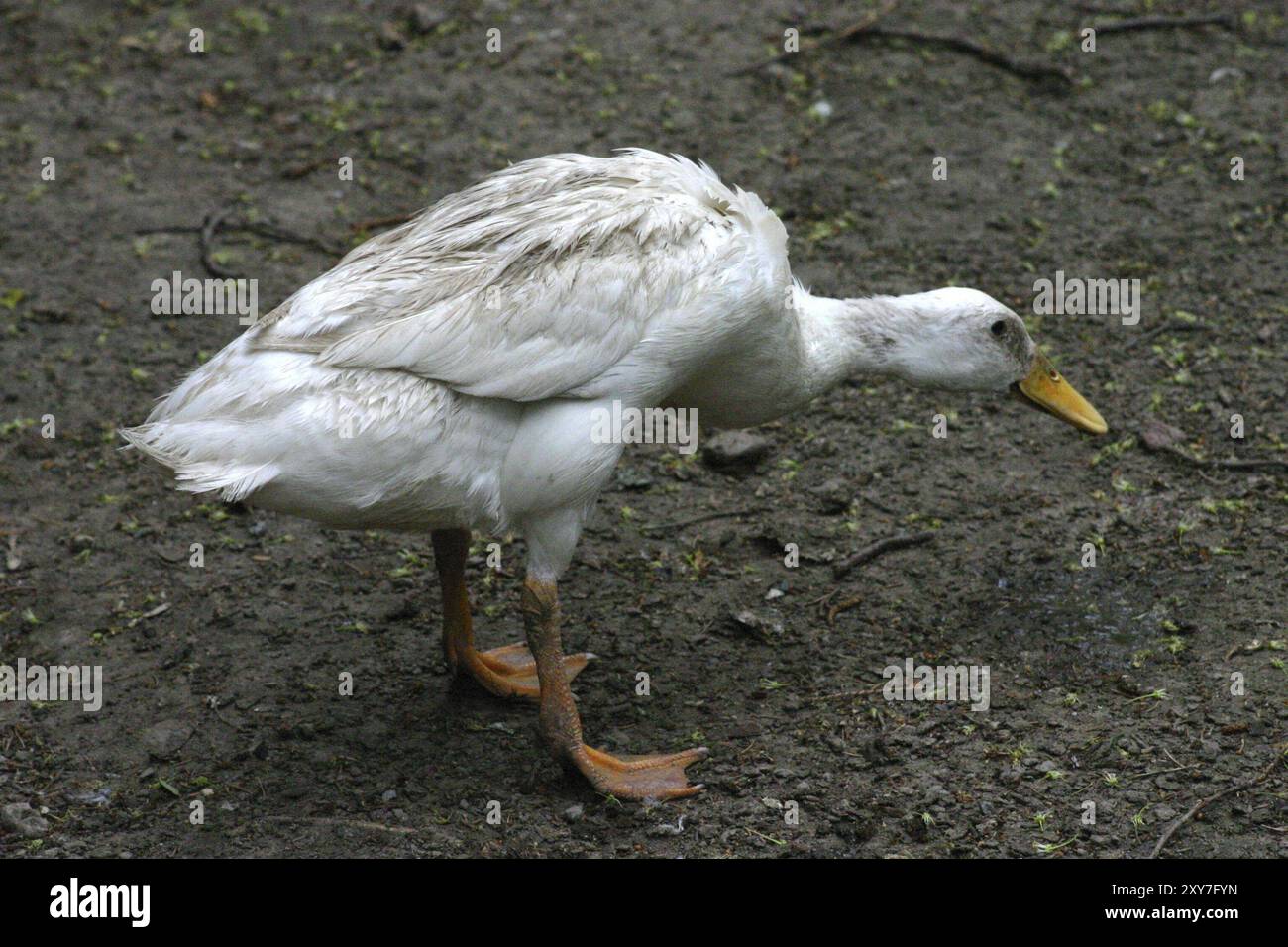 Dirty running duck Stock Photo - Alamy