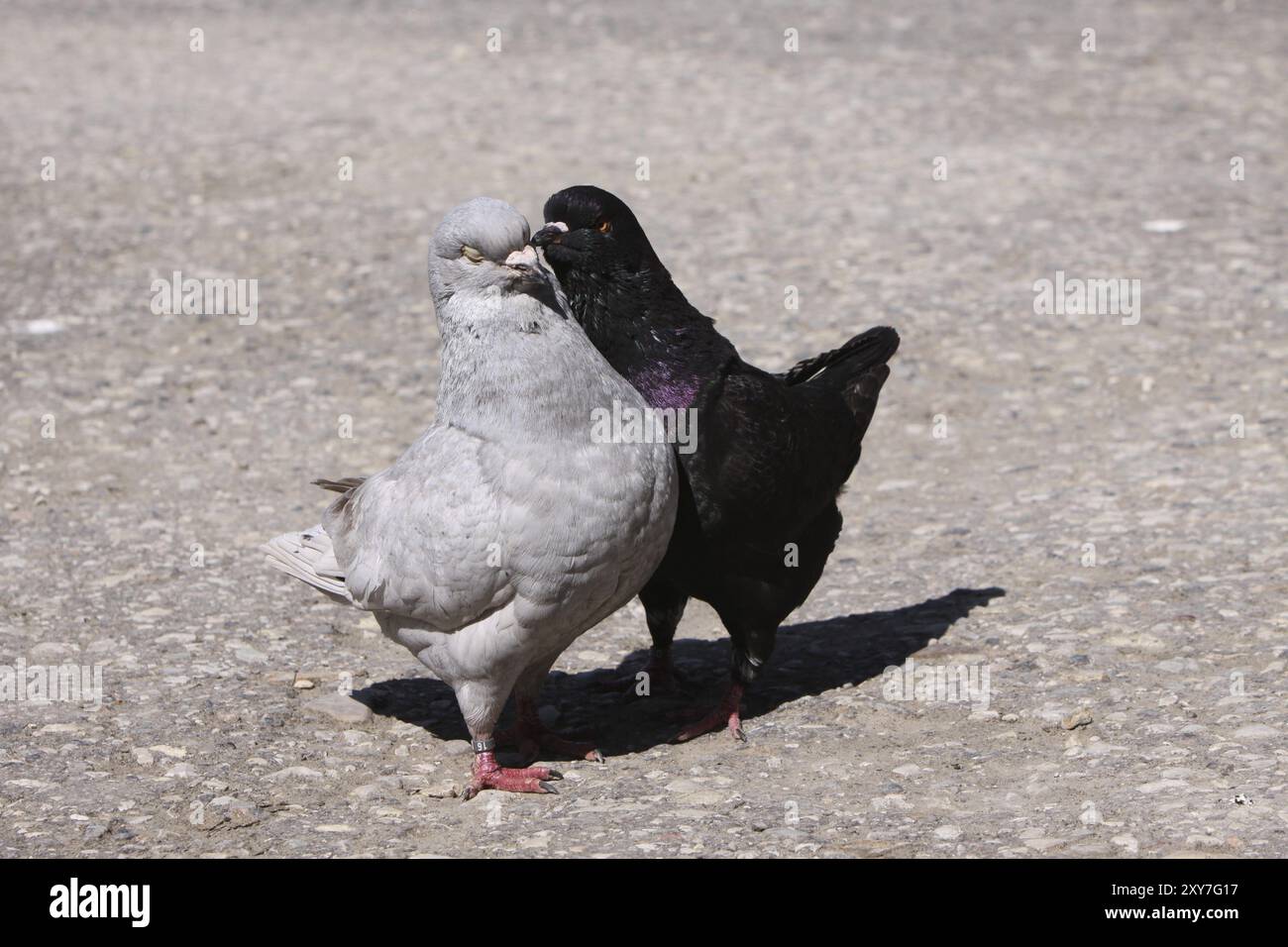 Pigeon modena hi-res stock photography and images - Alamy