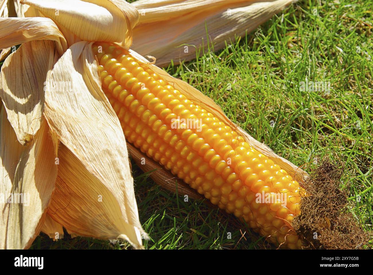 Maize, corn on the corn cob 12 Stock Photo - Alamy