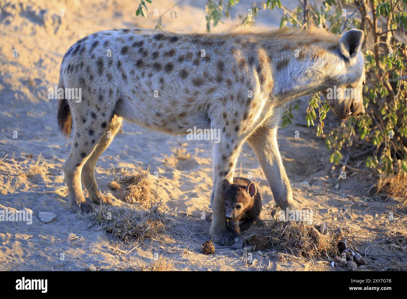 Hyena cub in grass hi-res stock photography and images - Alamy