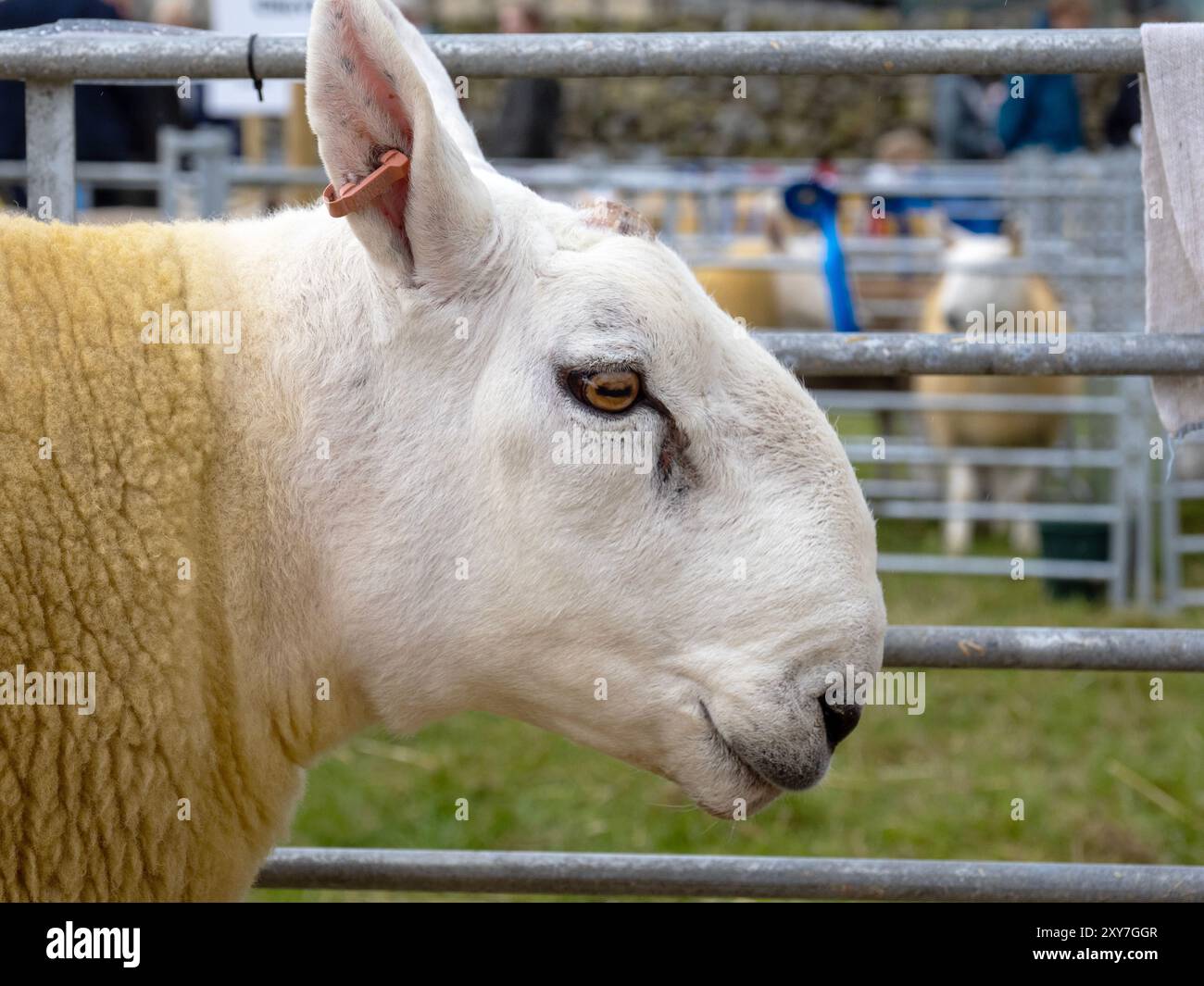Swaledale ram in the yorkshire dales hi-res stock photography and ...