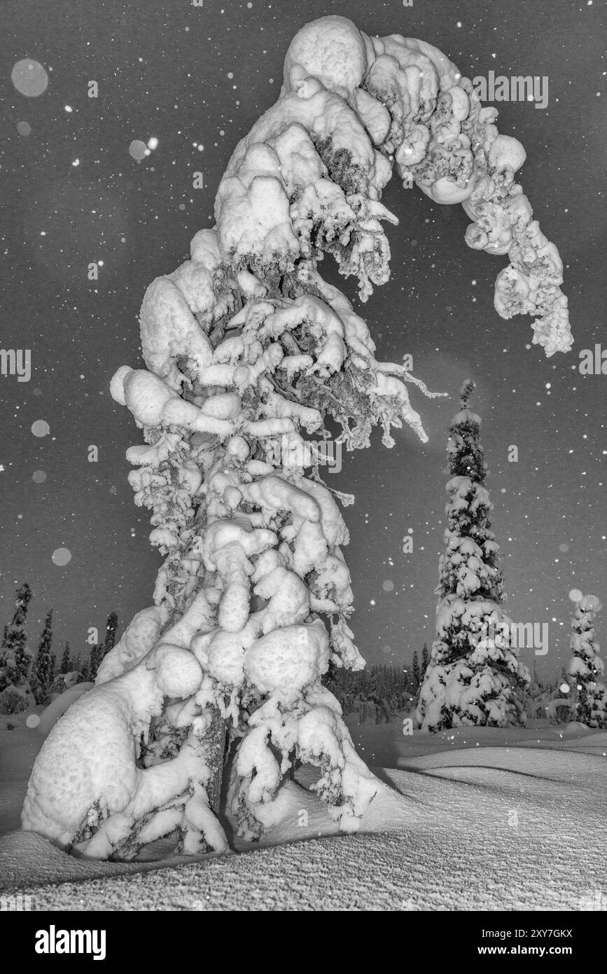 Snowfall in a snow-covered landscape, Muddus National Park, Laponia ...