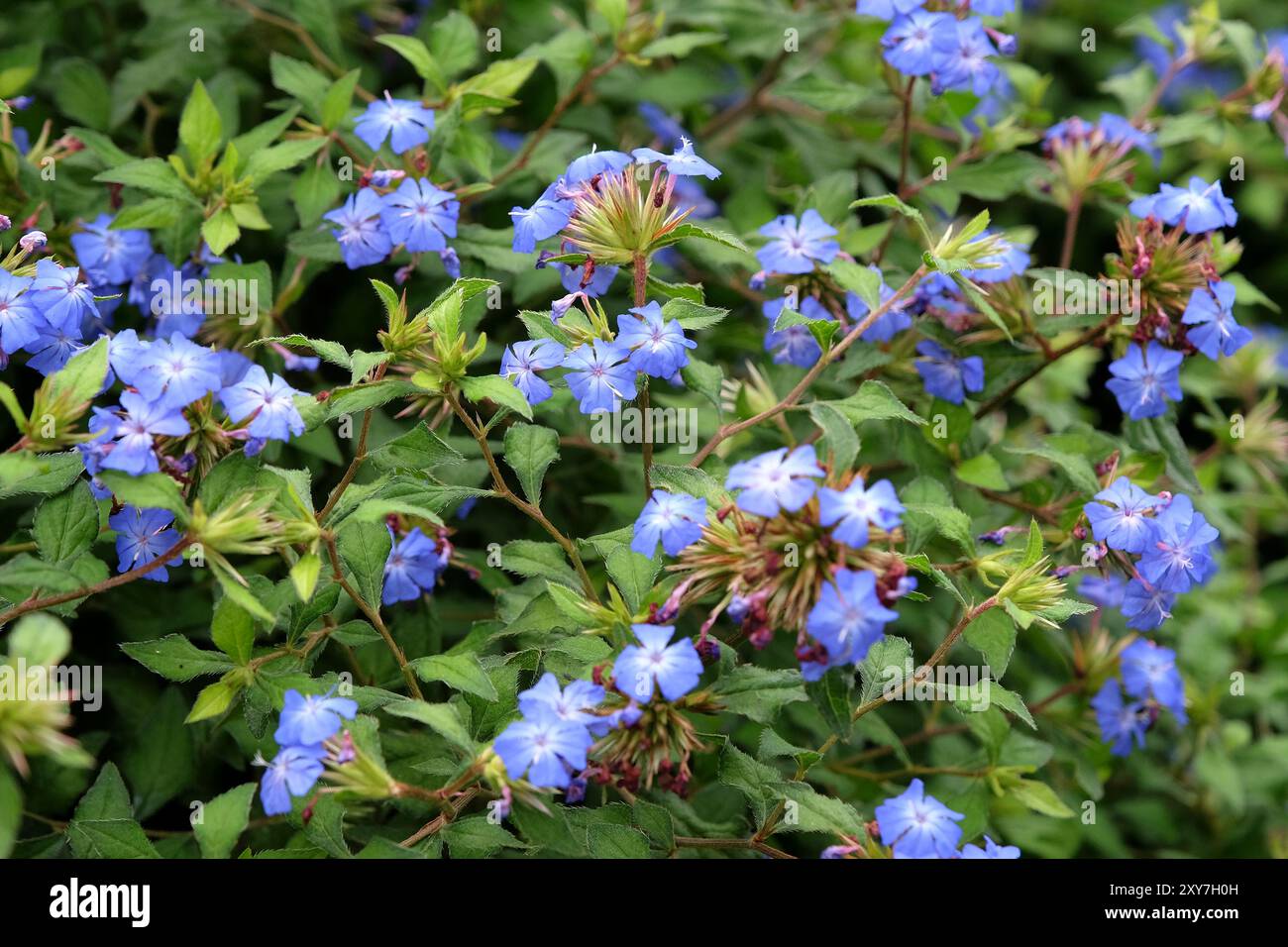 Blue Chinese Plumbago, Ceratostigma willmottianum Forest Blue ‘Lice’ in ...