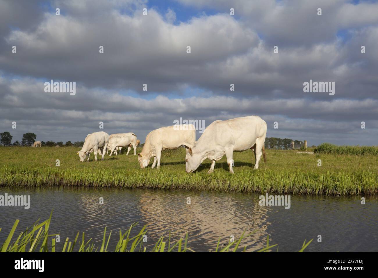 Cream colored cow hi-res stock photography and images - Alamy