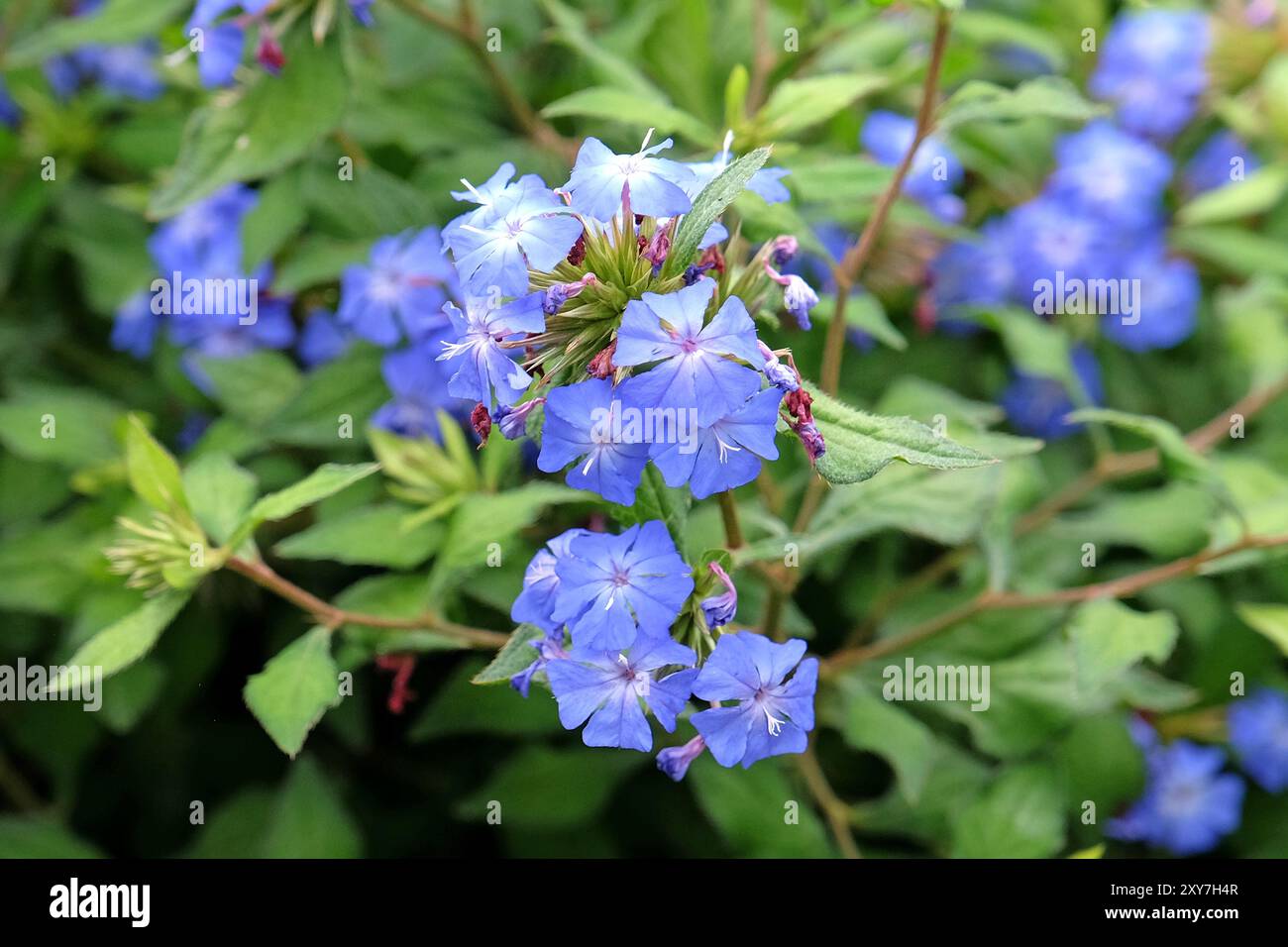 Blue Chinese Plumbago, Ceratostigma willmottianum Forest Blue ‘Lice’ in ...