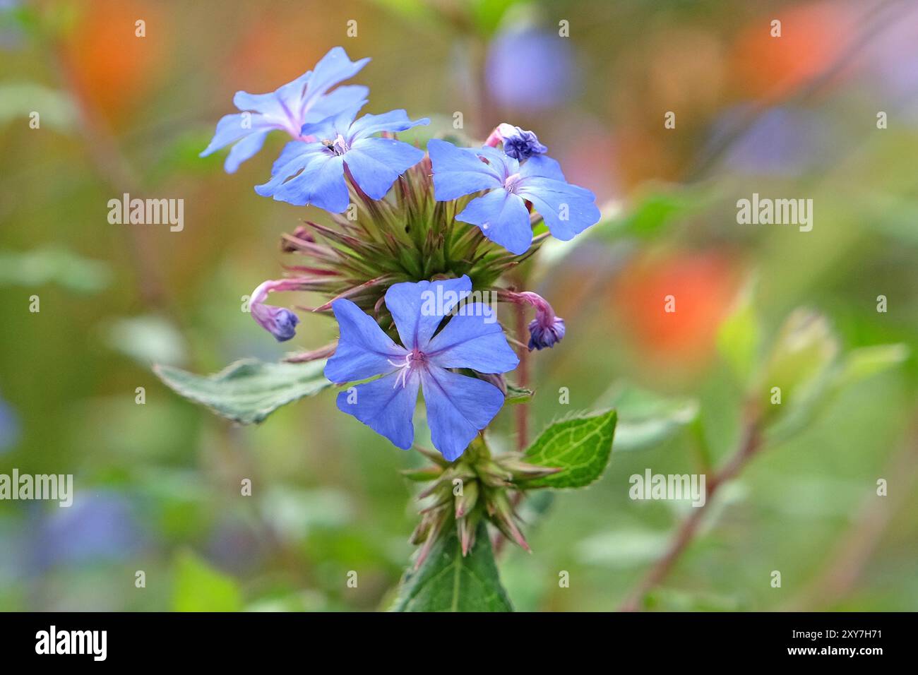 Blue Chinese Plumbago, Ceratostigma willmottianum Forest Blue ‘Lice’ in ...