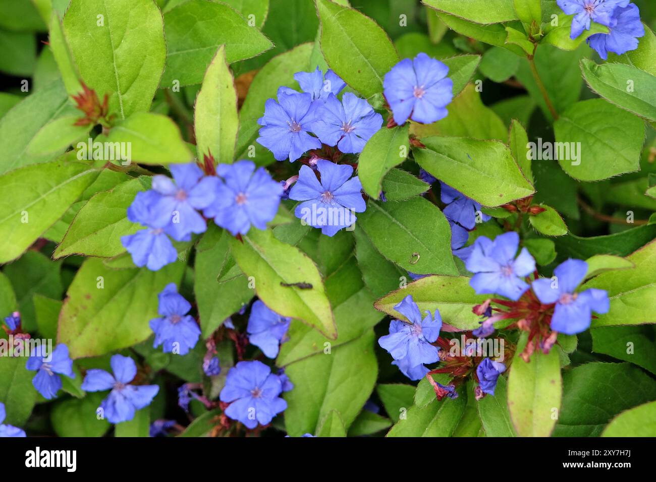 Blue Chinese Plumbago, Ceratostigma willmottianum Forest Blue ‘Lice’ in ...