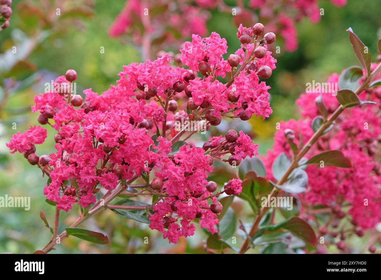 Lagerstroemia indica dark hi-res stock photography and images - Alamy