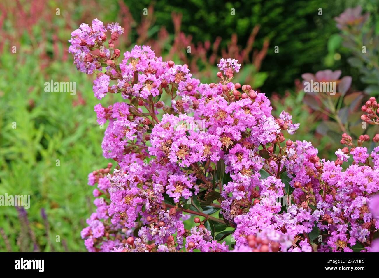 Lagerstroemia indica dark hi-res stock photography and images - Alamy