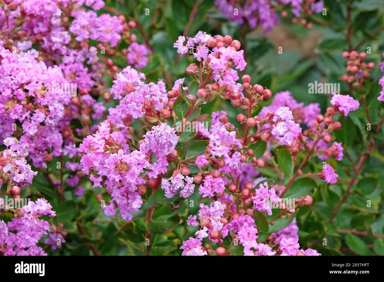 Lilac pink Lagerstroemia indica, crape myrtle, in flower Stock Photo ...