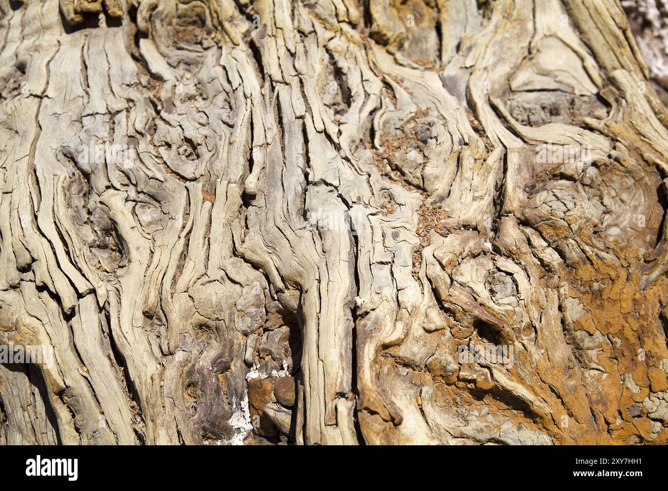 Old wild wood texture Stock Photo - Alamy