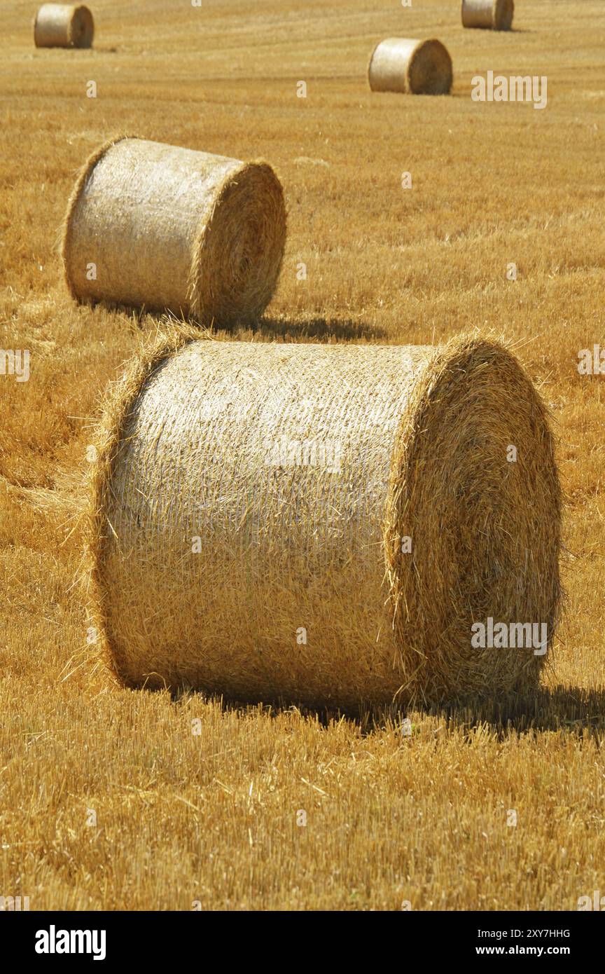 Straw bales on corn fields after harvest Stock Photo - Alamy