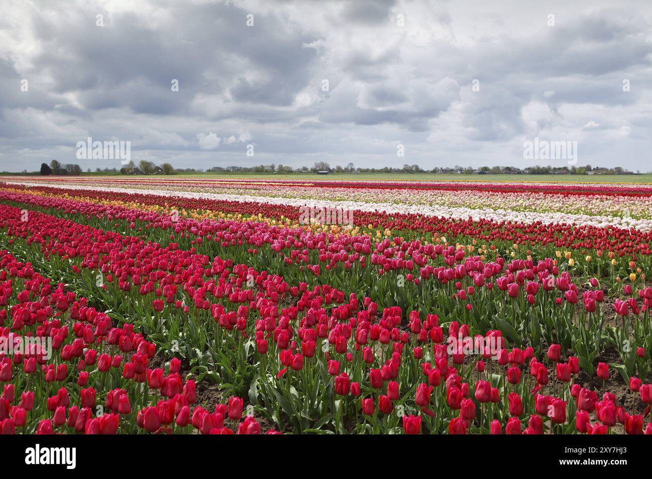 Colorful spring tulips fields in Holland Stock Photo - Alamy