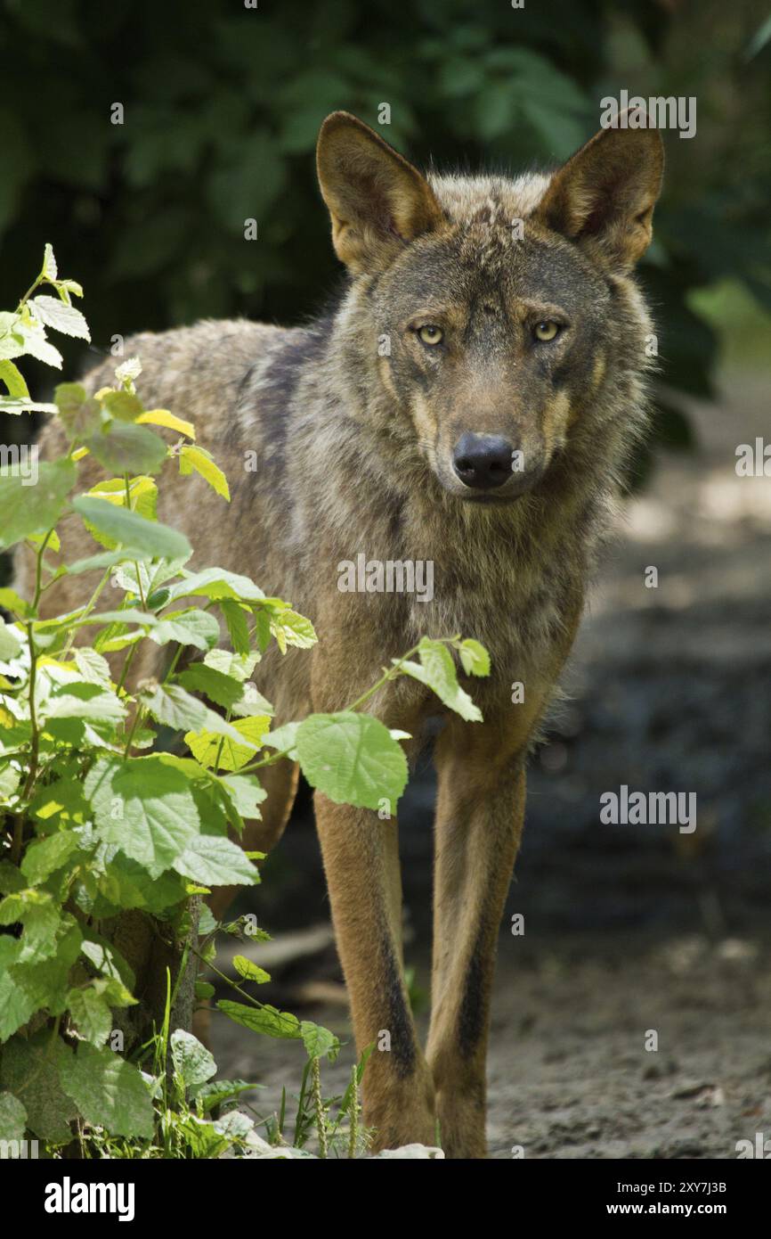 Iberian Wolf (Canis lupus signatus Stock Photo - Alamy