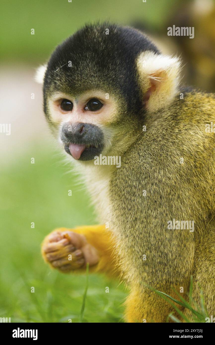 Squirrel monkey (Saimiri), squirrel monkey Stock Photo - Alamy