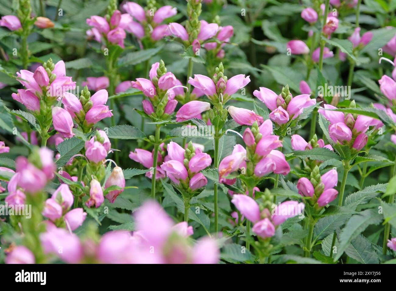 Shell pink flower blooms hi-res stock photography and images - Alamy