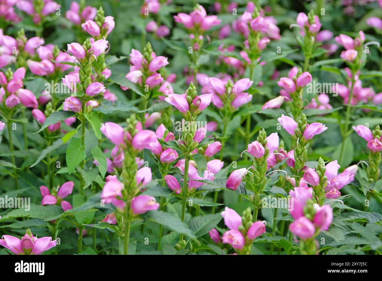 Pink Chelone obliqua, twisted shell flower, in bloom Stock Photo - Alamy