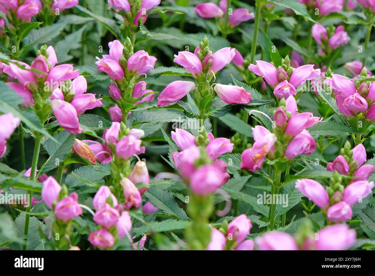 Pink Chelone obliqua, twisted shell flower, in bloom Stock Photo - Alamy
