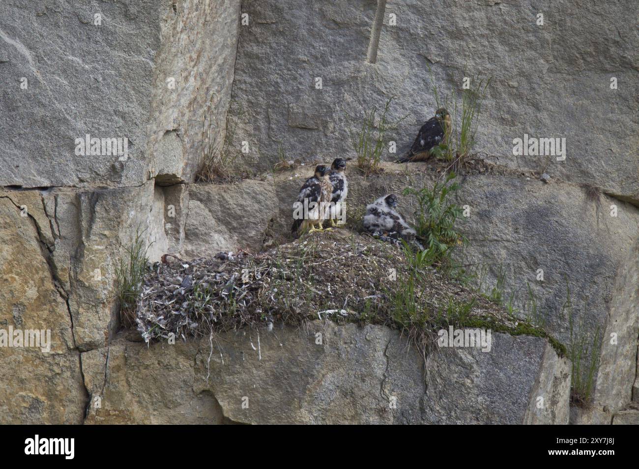 Peregrine falcon, nest with young birds, Falco peregrinus, peregrine ...