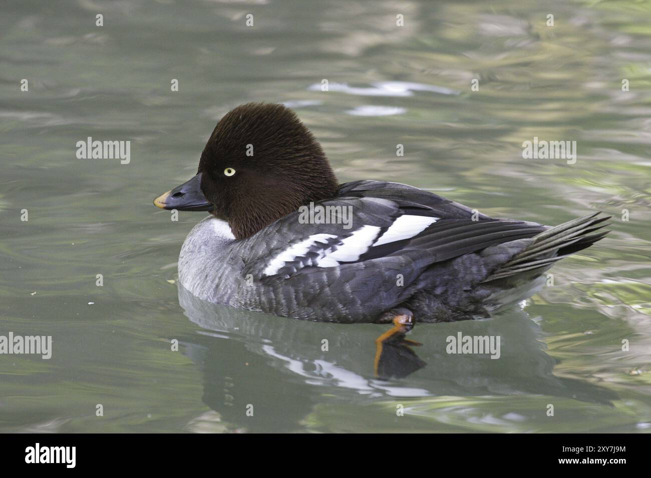 Common Goldeneye, female, Bucephala clangula, Common Goldeneye, female ...