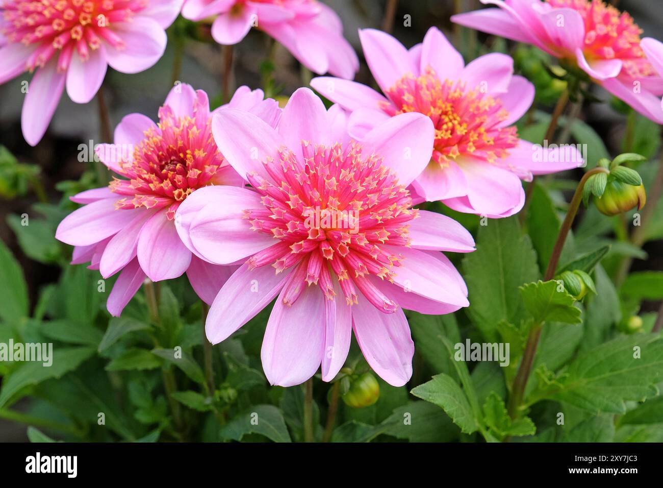 Compact Dahlia ‘Dalina Maxi Starburst Pink’ in flower Stock Photo - Alamy