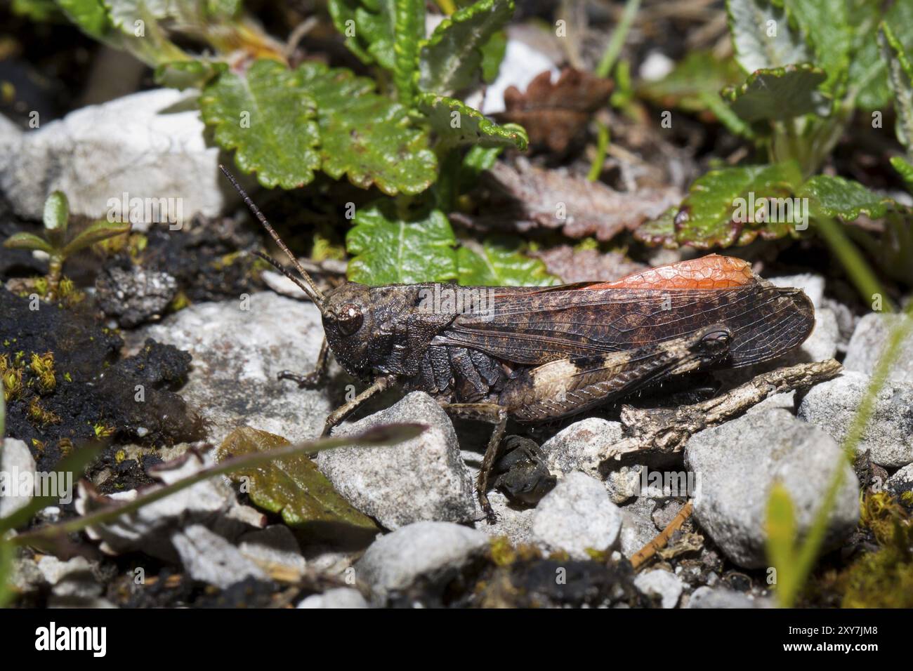 Red-winged grasshopper, male, Psophus stridulus, rattle grasshopper ...