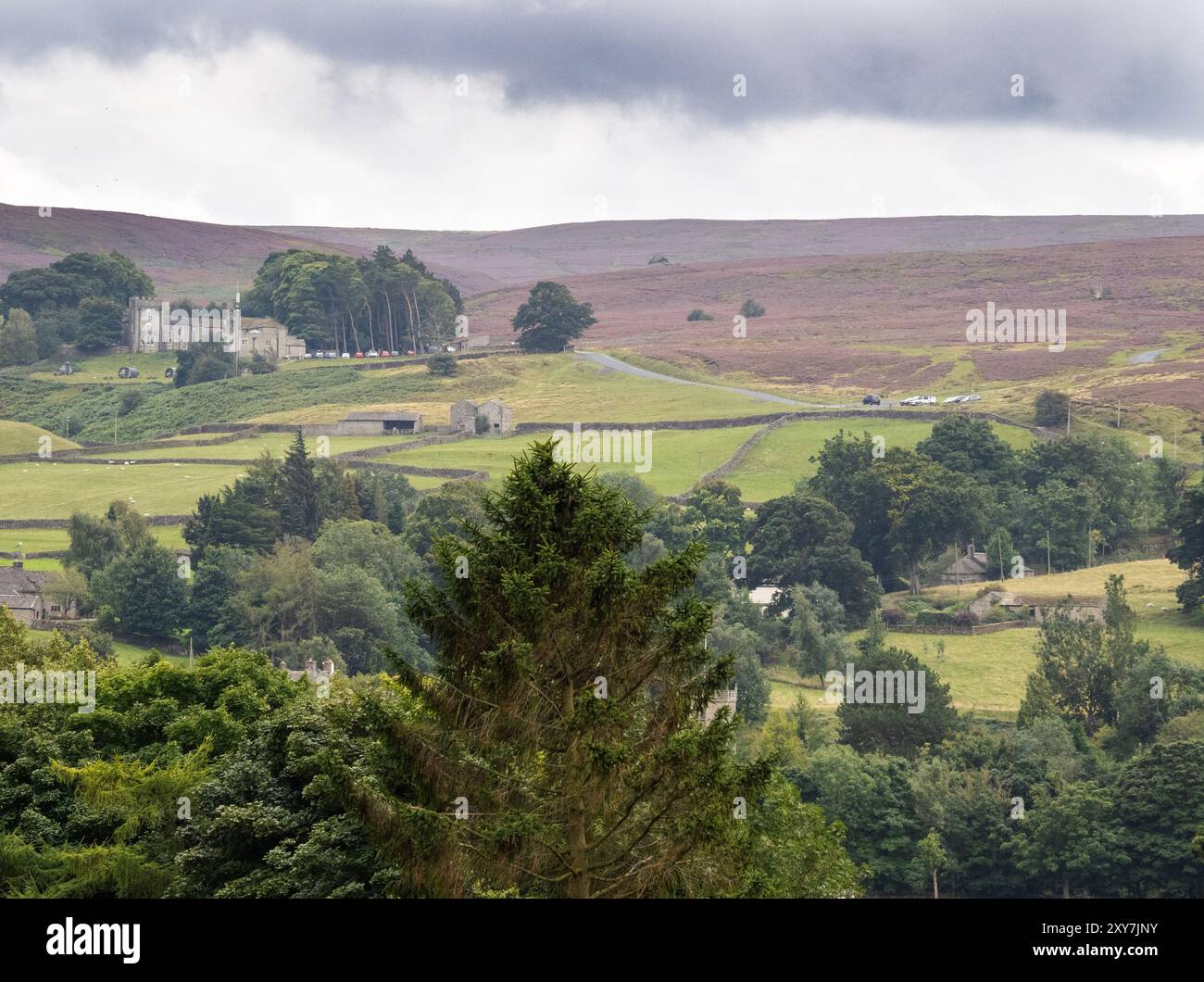 Heather moorland blooming above Reeth in Swaledale, Yorkshire Dales, UK ...
