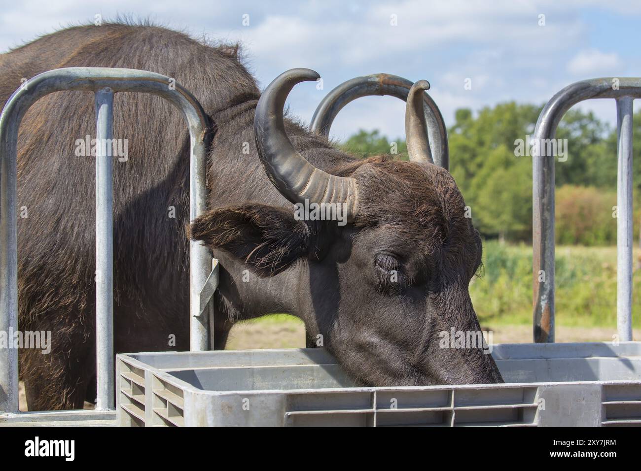 Black water buffalo hi-res stock photography and images - Alamy