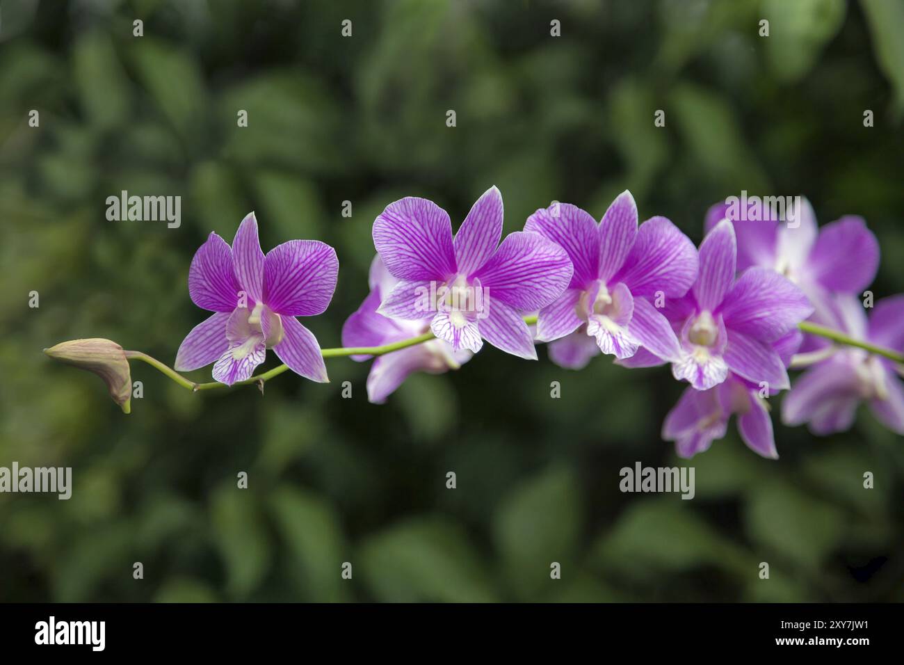 Dendrobium Joaquim Alberto Chissano (Dendrobium Le-Classic x Dendrobium ...