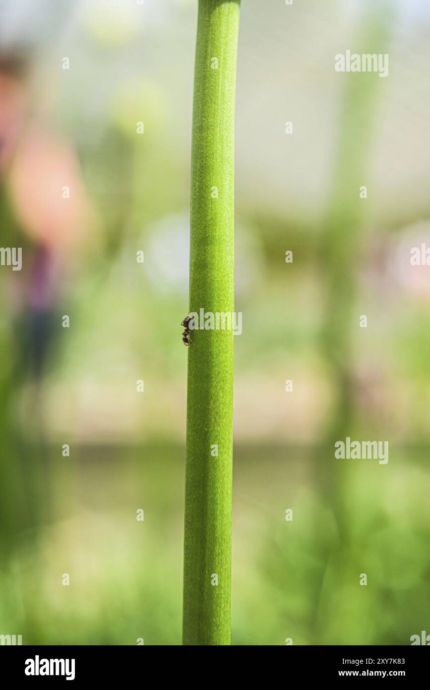 Ant climbing down stem hi-res stock photography and images - Alamy