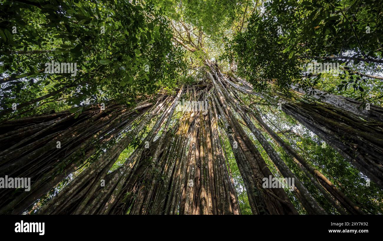 Hanging roots of a giant strangler fig (Ficus americana), looking ...
