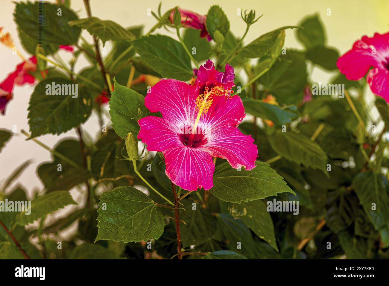 Picture from city garden of Manitowoc Stock Photo - Alamy